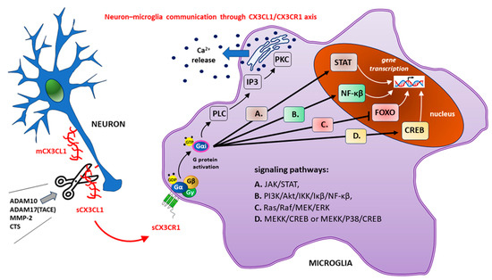 Chemokine CX3CL1 (Fractalkine) Signaling and Diabetic Encephalopathy