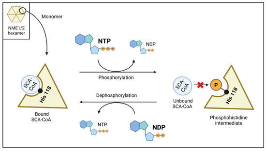 Nucleoside Diphosphate Kinases Are ATP-Regulated Carriers of Short ...
