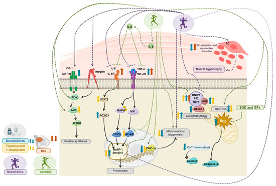 Restoring Skeletal Muscle Health through Exercise in Breast Cancer ...