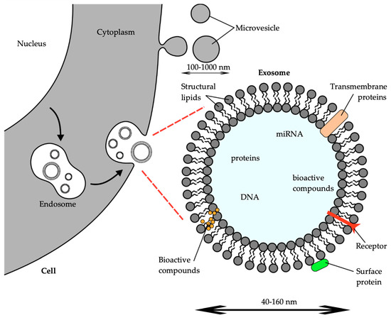 A Systematic Review on Plant-Derived Extracellular Vesicles as Drug Delivery Systems