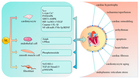 The Role of Muscarinic Acetylcholine Receptor M3 in Cardiovascular Diseases