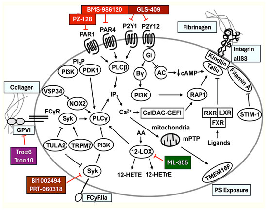 P2Y12 Receptor Inhibitor for Antiaggregant Therapies: From Molecular ...