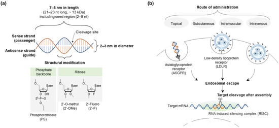 Delivery Strategies of siRNA Therapeutics for Hair Loss Therapy