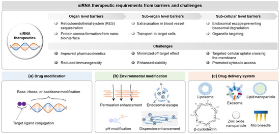 Delivery Strategies of siRNA Therapeutics for Hair Loss Therapy