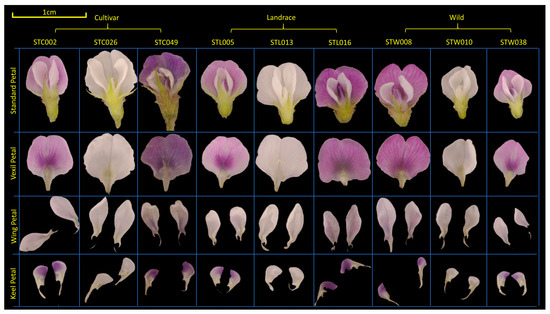 Genetic Analysis of Soybean Flower Size Phenotypes Based on Computer ...