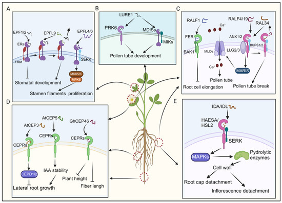 Small Peptides: Orchestrators of Plant Growth and Developmental Processes