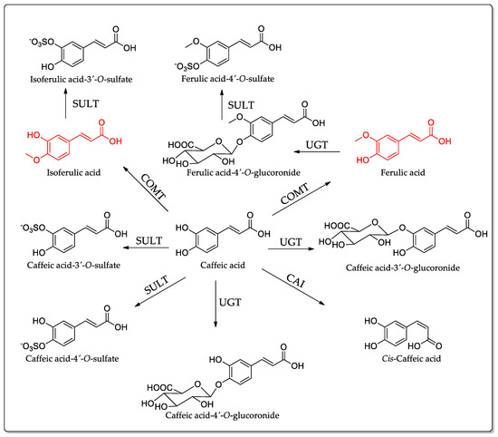 Adjuvant Properties of Caffeic Acid in Cancer Treatment