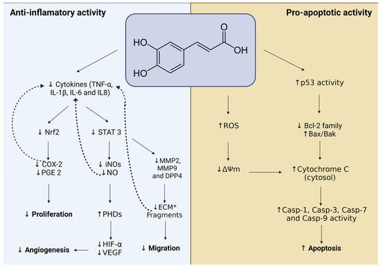 Adjuvant Properties of Caffeic Acid in Cancer Treatment