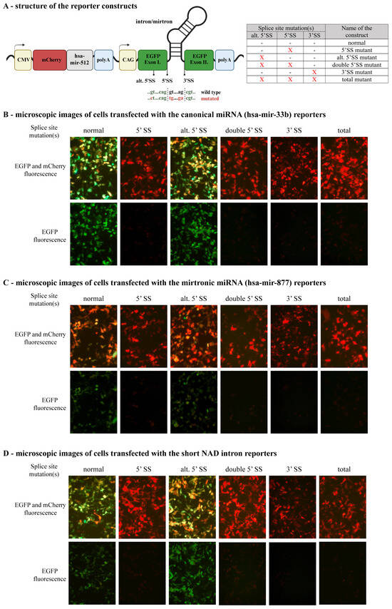 IJMS | Free Full-Text | The Effect of Alternative Splicing Sites on ...