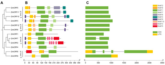 IJMS | Free Full-Text | Genome-Wide Investigation of the CRF Gene Family in Maize and Functional ...