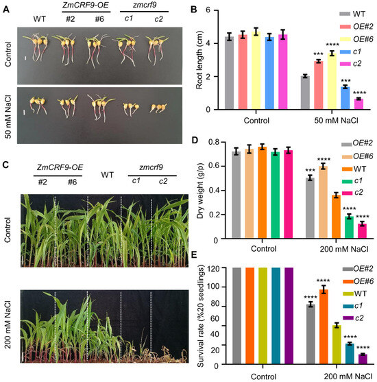 IJMS | Free Full-Text | Genome-Wide Investigation of the CRF Gene Family in Maize and Functional ...
