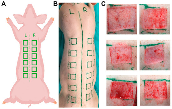 A Standardized Porcine Model for Partial-Thickness Wound Healing ...