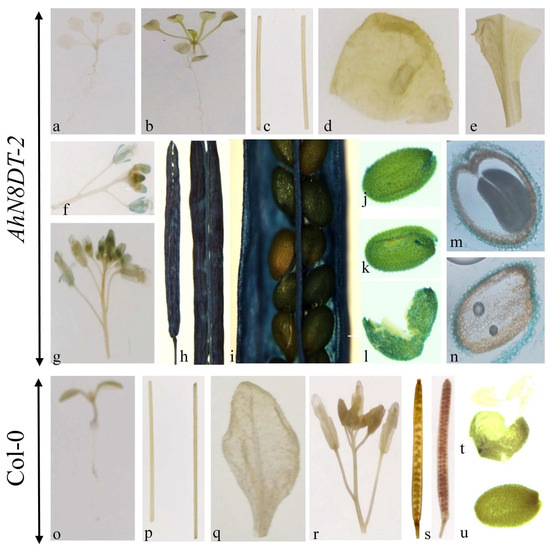 Molecular Cloning and Functional Identification of a Pericarp- and ...