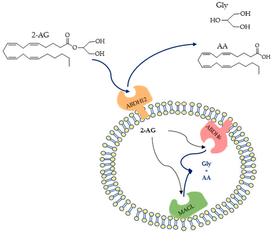 Fluorescence-Based Enzyme Activity Assay: Ascertaining the Activity and ...