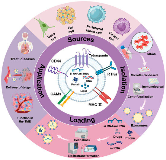 Mesenchymal Stem Cell-Derived Exosomes as Drug Delivery Vehicles in Disease Therapy