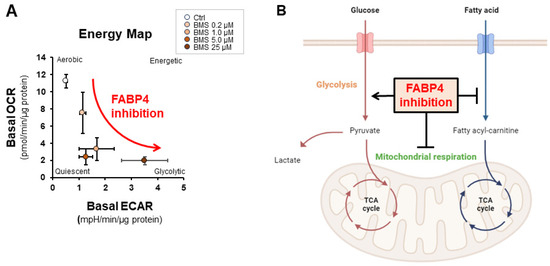 Fatty Acid-Binding Protein 4-Mediated Regulation Is Pivotally Involved ...
