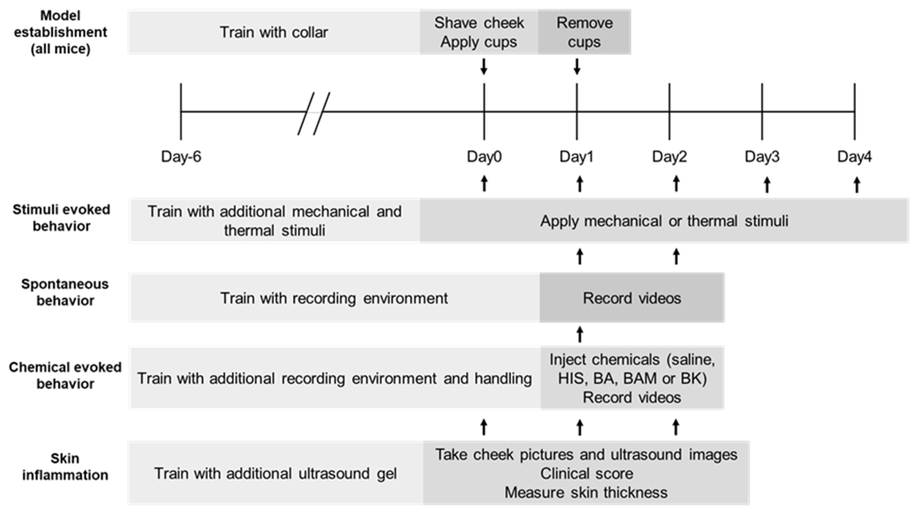 Itch and Pain Behaviors in Irritant Contact Dermatitis Produced by ...