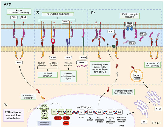 Exploring the Role of PD-1 in the Autoimmune Response: Insights into ...