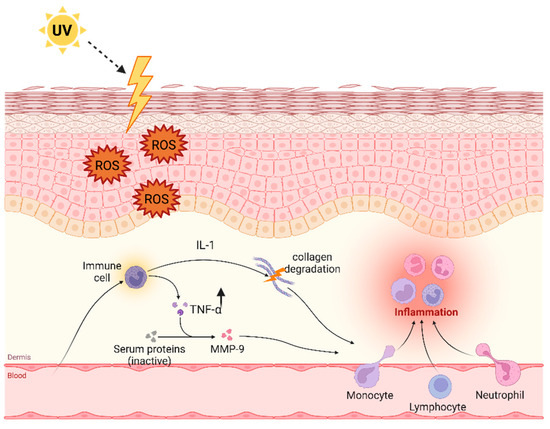 Tumor Necrosis Factor-Alpha: Ally and Enemy in Protean Cutaneous Sceneries