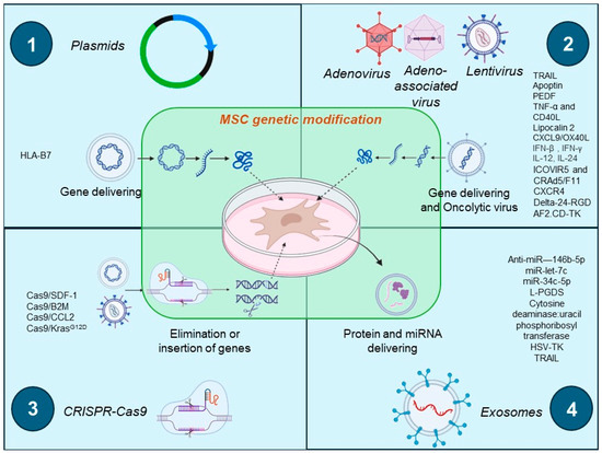 Applications of Modified Mesenchymal Stem Cells as Targeted Systems ...