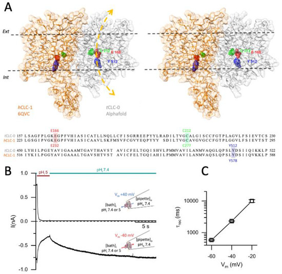 Insights into CLC-0’s Slow-Gating from Intracellular Proton Inhibition
