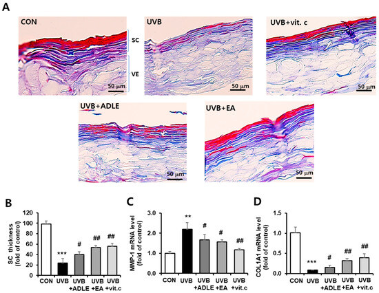 Prevention of UVB-Induced Photoaging by an Ethyl Acetate Fraction from ...