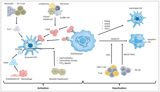 Liver Fibrosis: From Basic Science towards Clinical Progress, Focusing ...