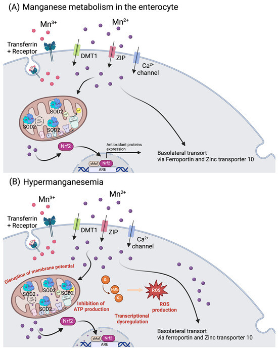 Metabolic Derangement of Essential Transition Metals and Potential ...