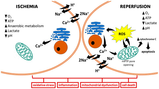 The Protective Role of Molecular Hydrogen in Ischemia/Reperfusion Injury