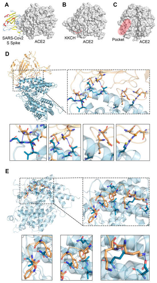 A Natural Bioactive Peptide from Pinctada fucata Pearls Can Be Used as ...
