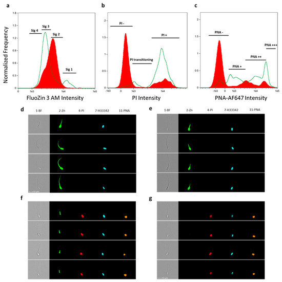 Metabolic Shift in Porcine Spermatozoa during Sperm Capacitation ...