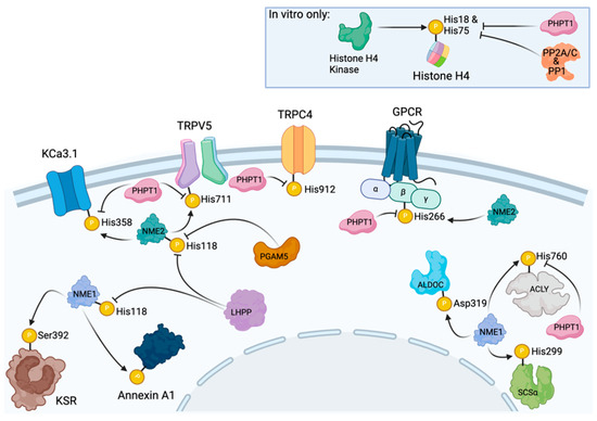Histidine Phosphorylation: Protein Kinases and Phosphatases