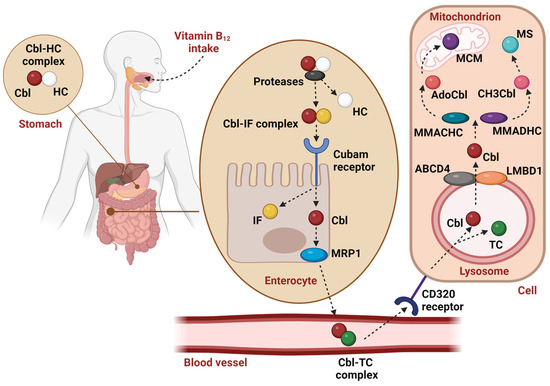 Vitamin B12 Metabolism: A Network of Multi-Protein Mediated Processes