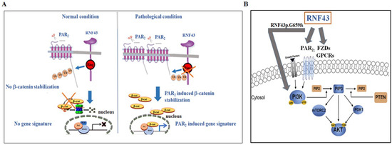 New Target(s) for RNF43 Regulation: Implications for Therapeutic Strategies