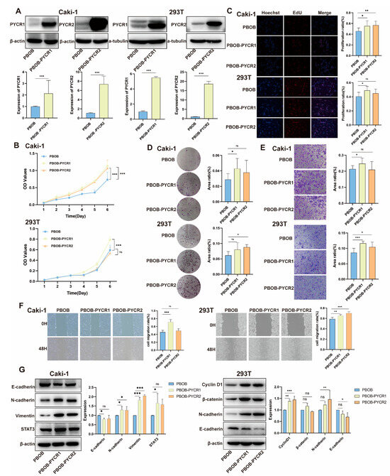Deciphering the Effects of the PYCR Family on Cell Function, Prognostic ...