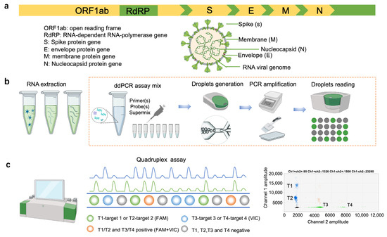Quadruplex Droplet Digital PCR Assay for Screening and Quantification of SARS-CoV-2