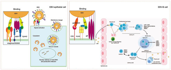Epstein–Barr Viruses: Their Immune Evasion Strategies and Implications ...