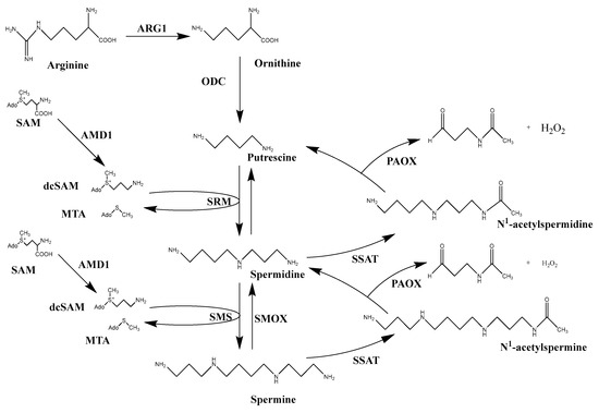 The Synergistic Benefit of Combination Strategies Targeting Tumor Cell ...