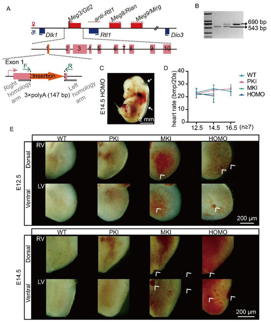LncRNAs in the Dlk1-Dio3 Domain Are Essential for Mid-Embryonic Heart ...