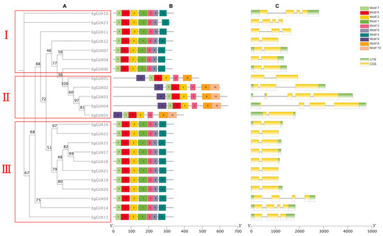 Genome-Wide Identification and Functional Analysis of the GUX Gene ...