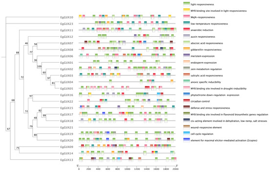Genome-Wide Identification and Functional Analysis of the GUX Gene ...