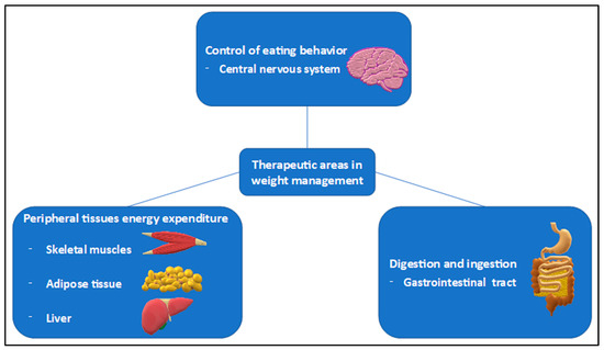 Molecular Mechanisms behind Obesity and Their Potential Exploitation in ...