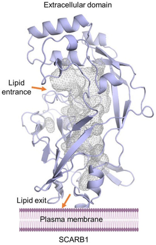 Dynamic and Energetic Aspects of Carotenoids In-and-Around Model Lipid ...