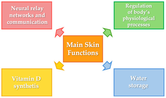 Skin Aging and the Upcoming Role of Ferroptosis in Geroscience