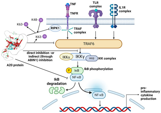 Genetic Mutations Associated With TNFAIP3 (A20) Haploinsufficiency and ...