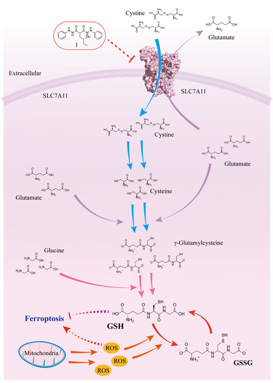 Discovery of the Inhibitor Targeting the SLC7A11/xCT Axis through In ...