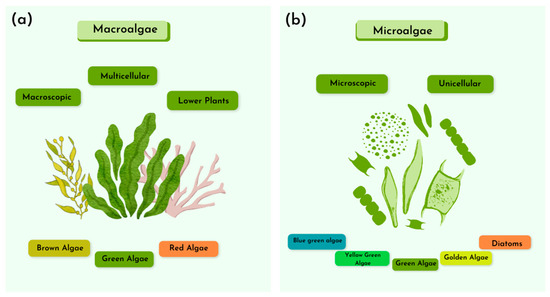 Use of Residual Lignocellulosic Biomass and Algal Biomass to Produce ...
