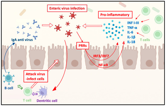 The Role of Viruses in the Pathogenesis of Immune-Mediated Gastro ...