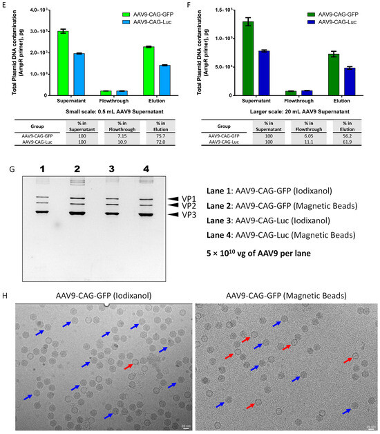 Efficient AAV9 Purification Using a Single-Step AAV9 Magnetic Affinity ...