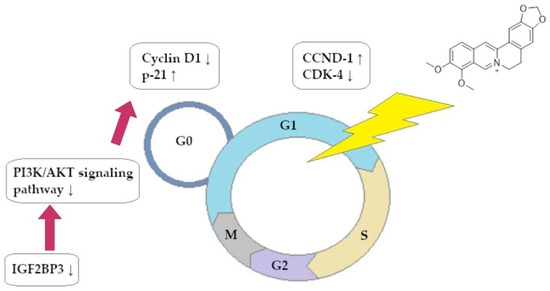 Natural Alkaloids in Cancer Therapy: Berberine, Sanguinarine and ...